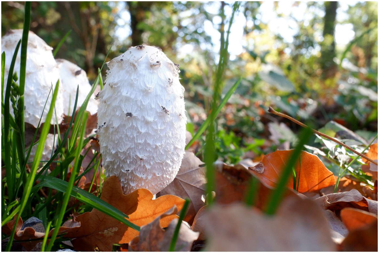 Der Pilz Foto & Bild | natur, pilze Bilder auf fotocommunity