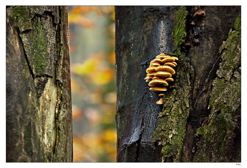 Der Pilz Foto & Bild | natur-kreativ, aufnahmetechniken, natur fine art ...
