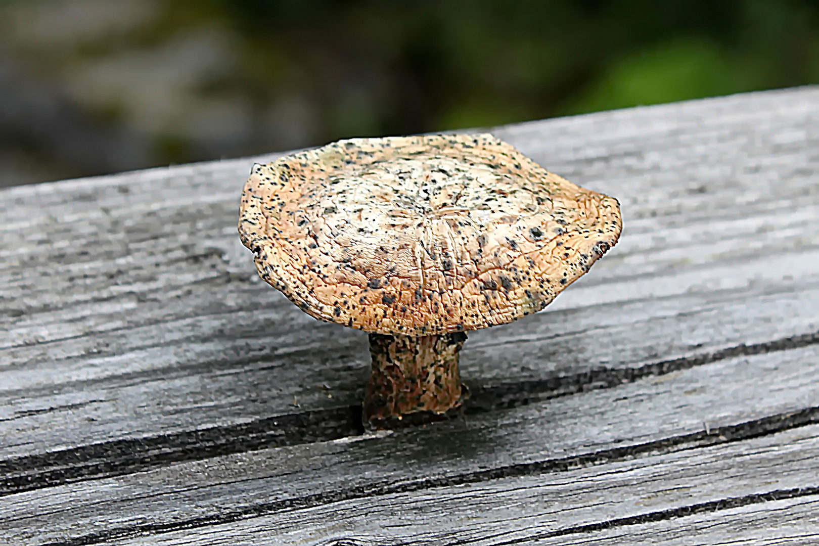 der Pilz der aus dem Holz kam Foto & Bild | pflanzen, pilze & flechten ...