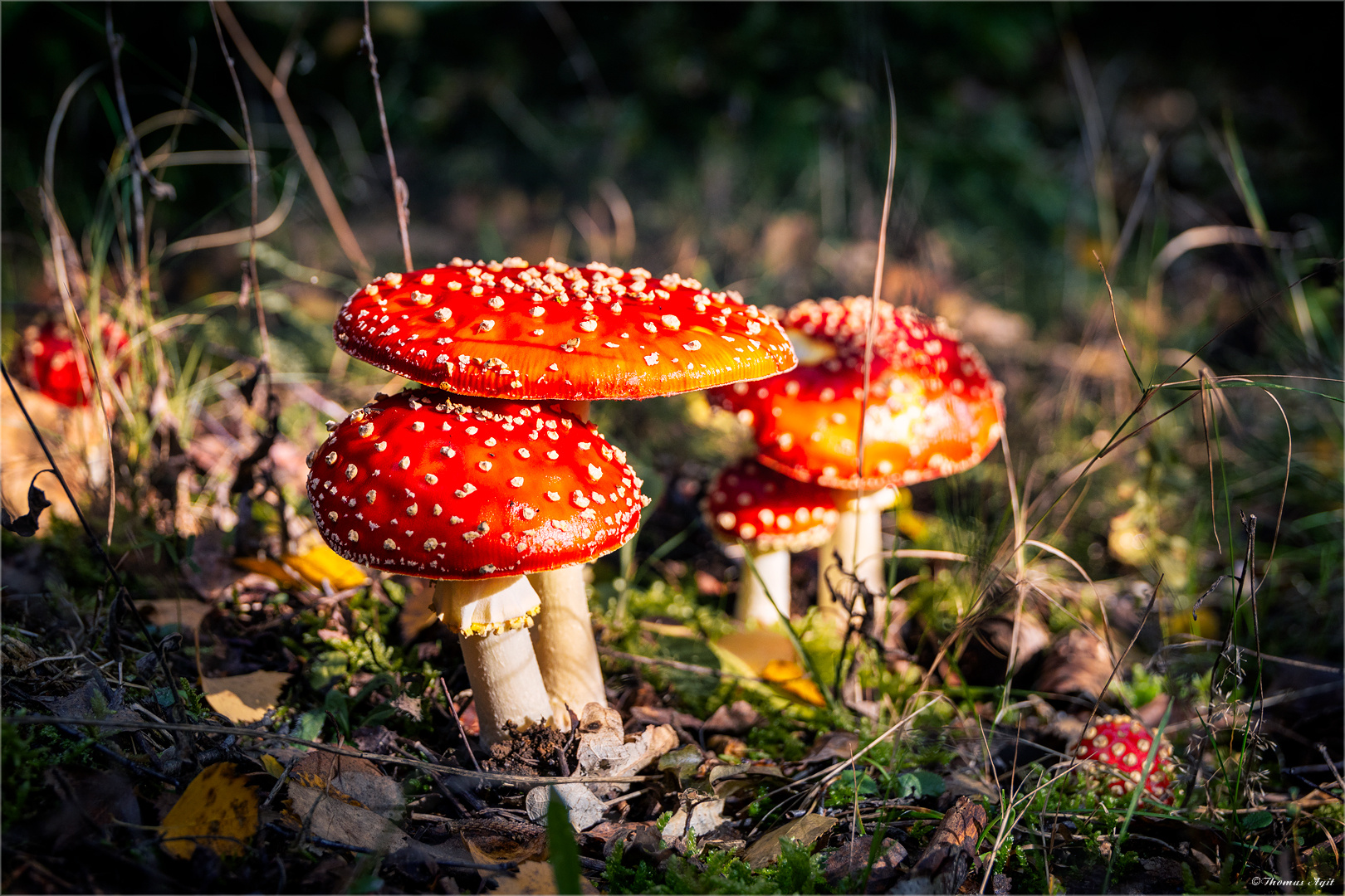 Der Pilz des Jahres 2022... Foto & Bild | landschaften, pilze ...