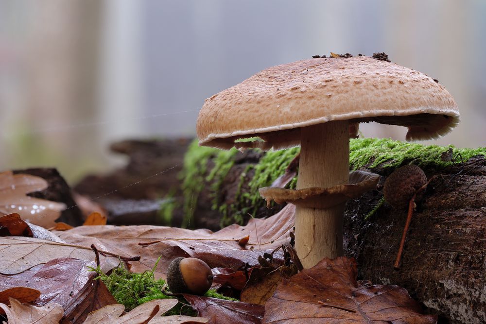 Der Pilz Foto & Bild | fotos, spezial, wald Bilder auf fotocommunity