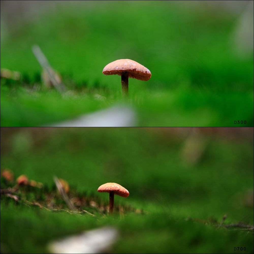 Der Pilz, mal so oder so Foto & Bild | techniken, aufnahme-techniken ...