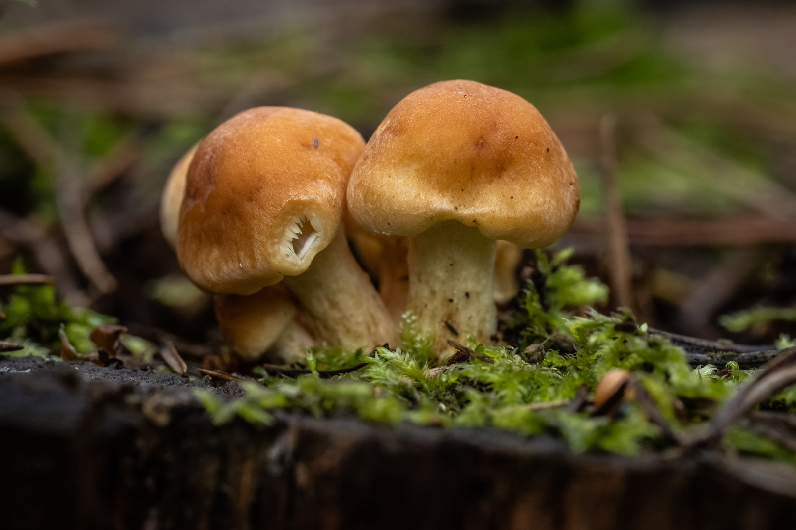 Der Pilz zeigt Zähne Foto & Bild | pflanzen, pilze & flechten ...