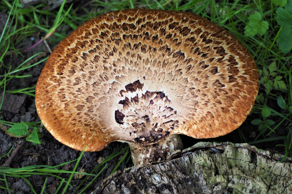 Der Pilz.Wie ist der Name? Foto & Bild | landschaft, jahreszeiten ...
