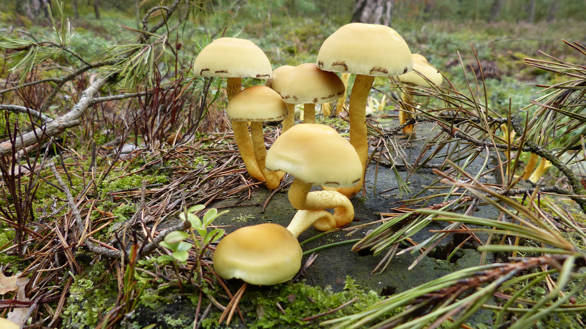 Der Pioppino Foto & Bild | pflanzen, pilze & flechten, pilze & flechten ...