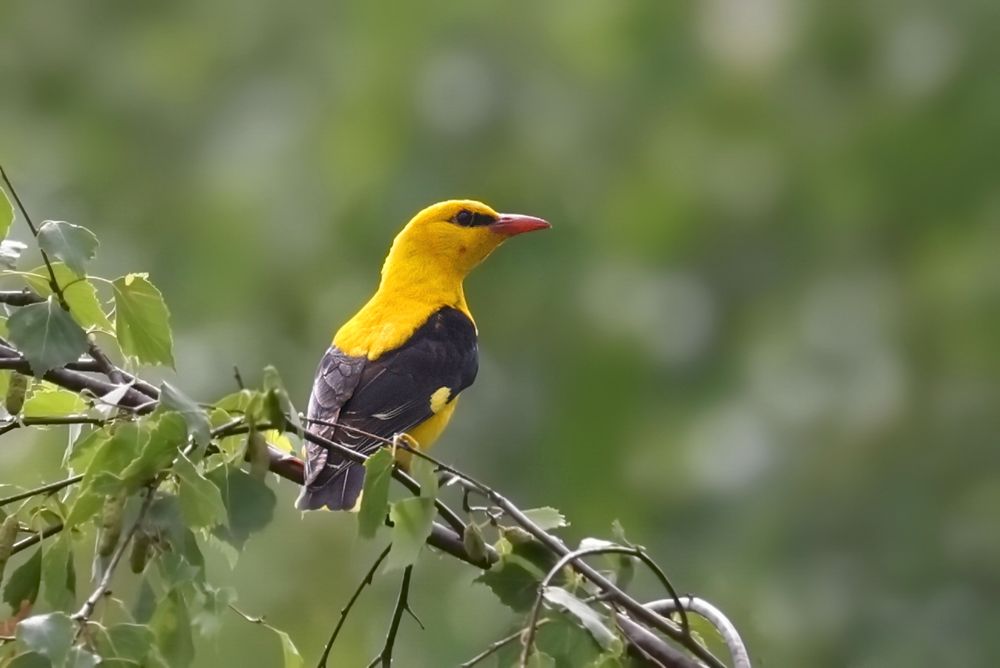 Der Pirol hat... Foto & Bild | natur, tiere, vögel Bilder auf fotocommunity