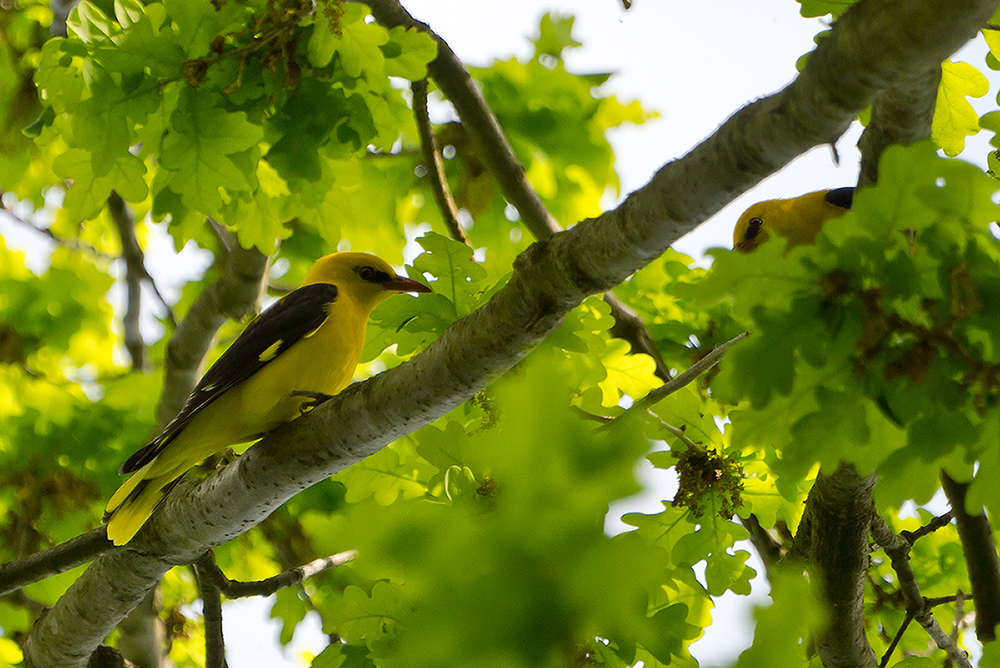 Der Pirol ist wieder da ! Foto & Bild | natur, tiere, wildlife Bilder ...