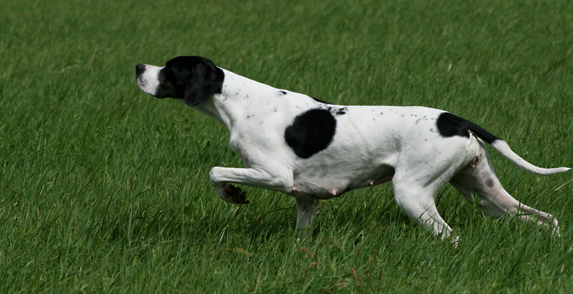 Der Pointer am Punkt ! Foto & Bild | tiere, haustiere, hunde Bilder auf ...