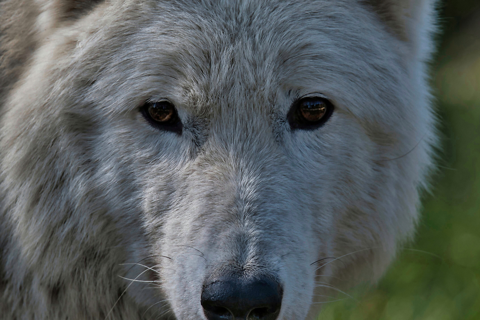 Der Polarwolf Foto & Bild | tiere, zoo, wildpark & falknerei ...