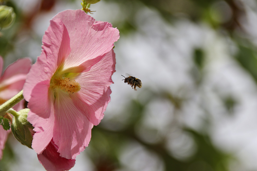 der "Pollen-Flieger" Foto & Bild | tiere, wildlife, insekten Bilder auf ...