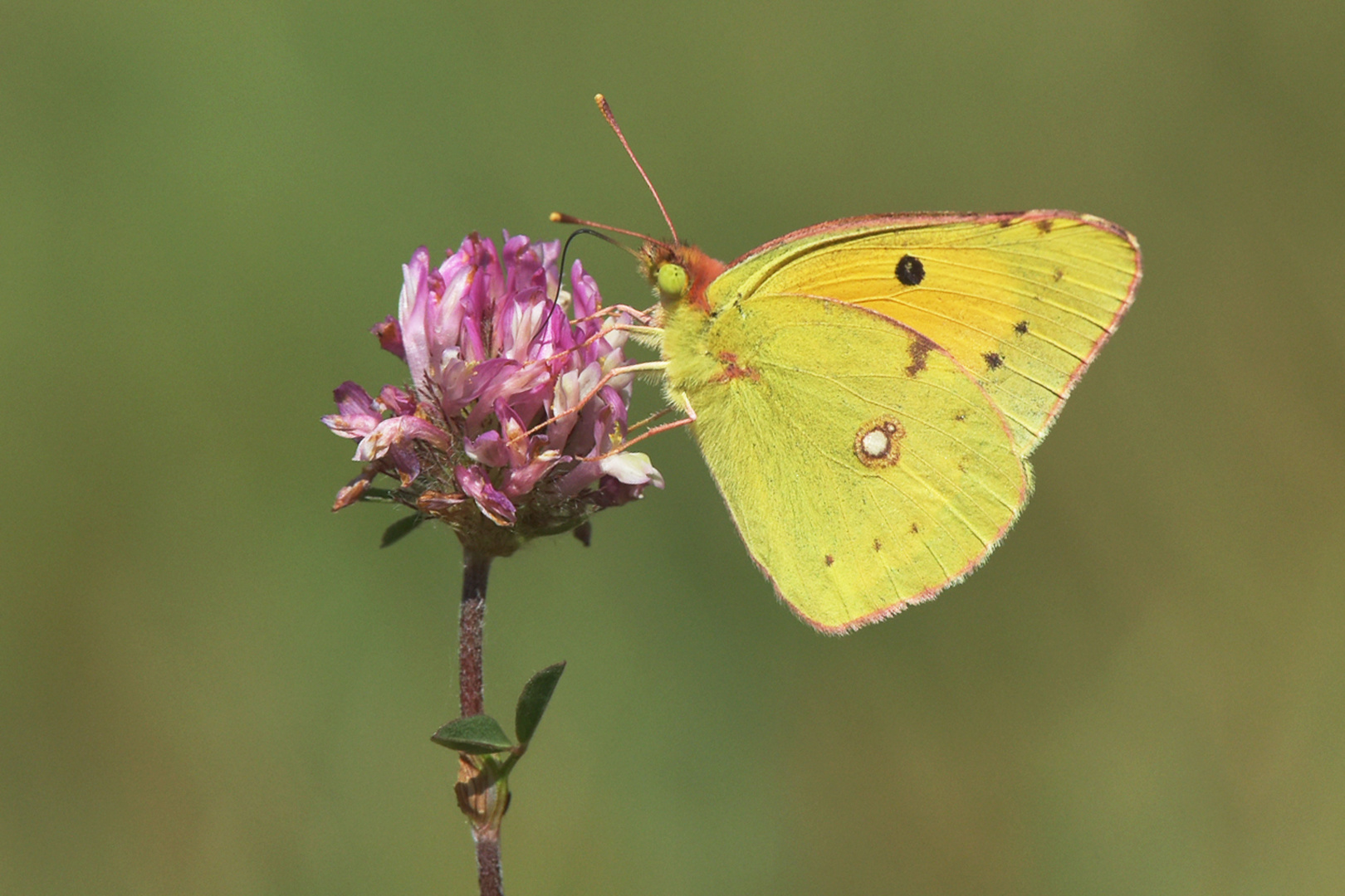 Der Postillon Foto & Bild | tiere, wildlife, schmetterlinge Bilder auf ...