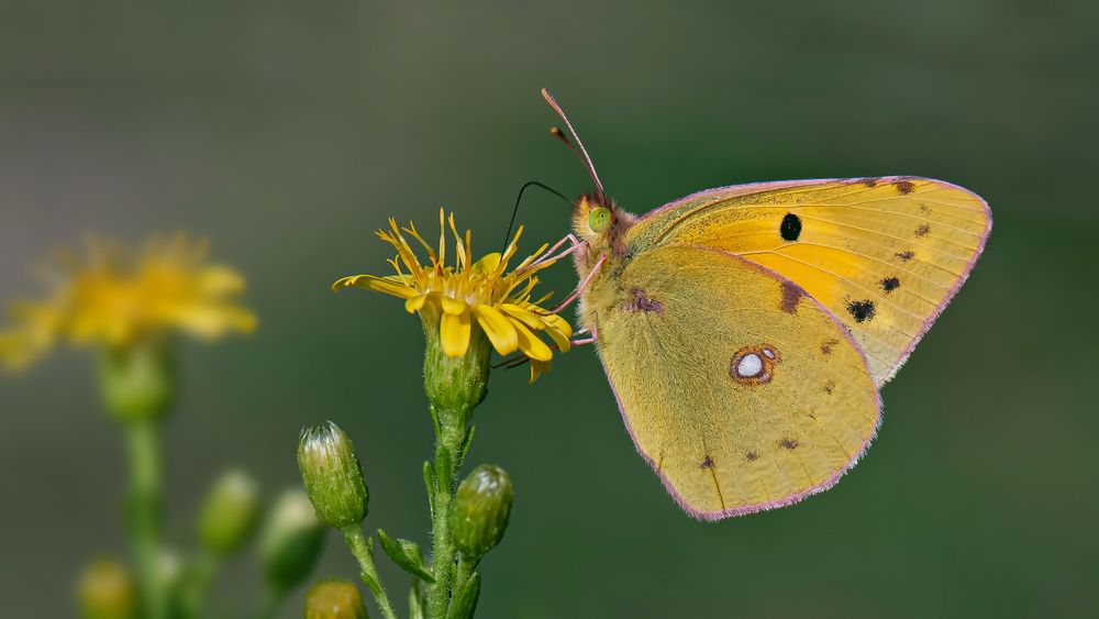 Der Postillon, Foto & Bild | outdoor, makro, natur Bilder auf fotocommunity