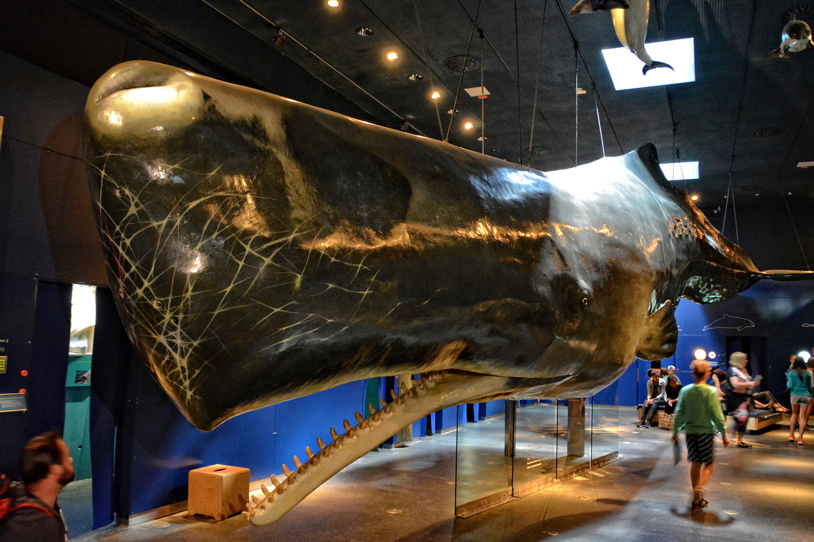 Der Pottwal im Multimar Wattforum in Tönning Foto & Bild | tiere ...