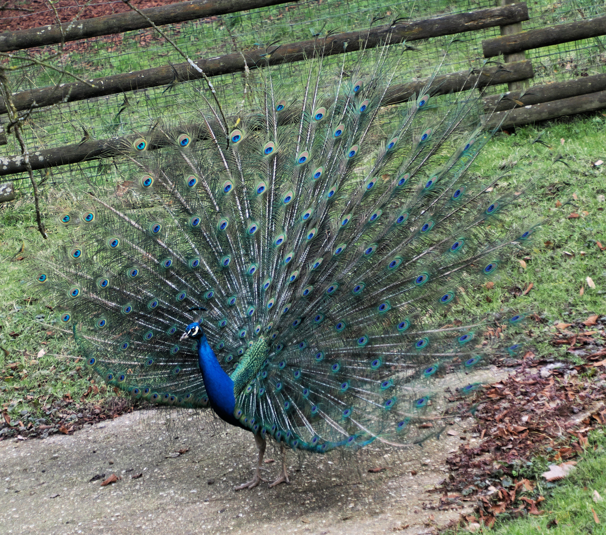 Der prachtvolle Pfau … Foto & Bild | natur, vogel, tiere Bilder auf ...