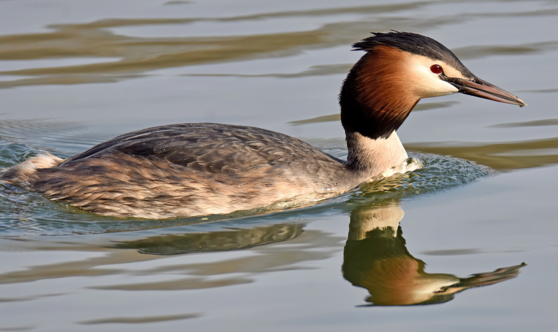 Der prächtige Taucher Foto & Bild | tiere, wildlife, wild lebende vögel ...
