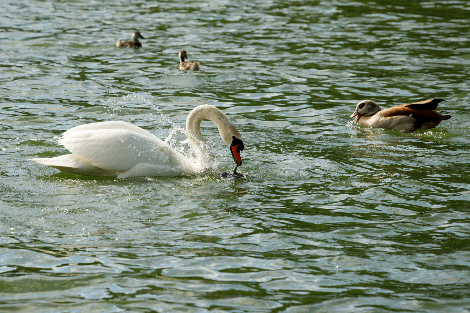Der Prädator in böser Absicht Foto & Bild | tiere, wildlife, wild ...