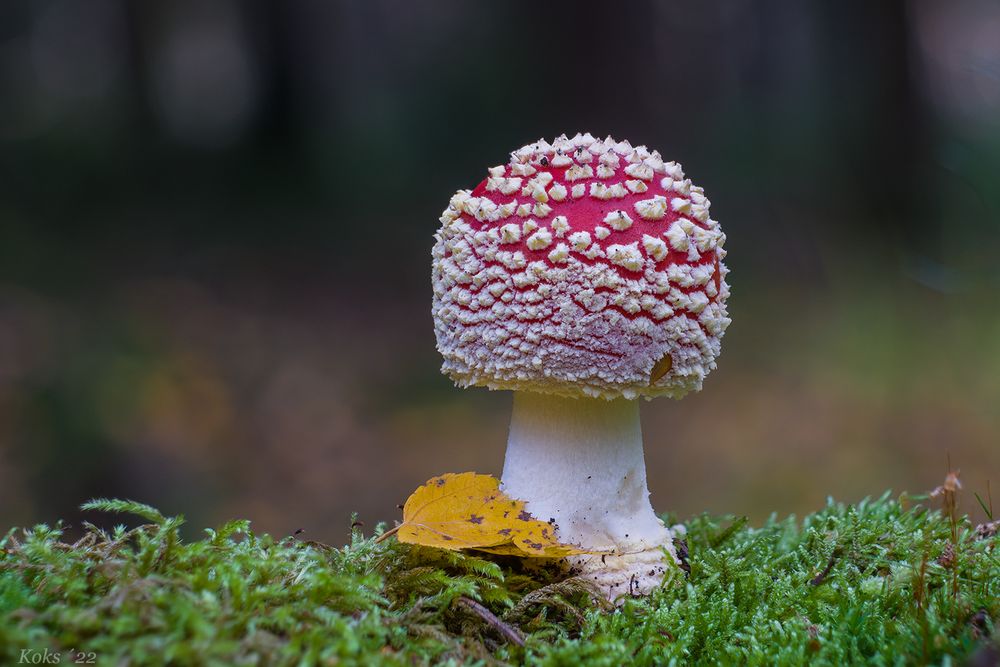 Der Prinz der Pilze Foto & Bild | pflanzen, pilze & flechten, landschaft, pilze & flechten ...