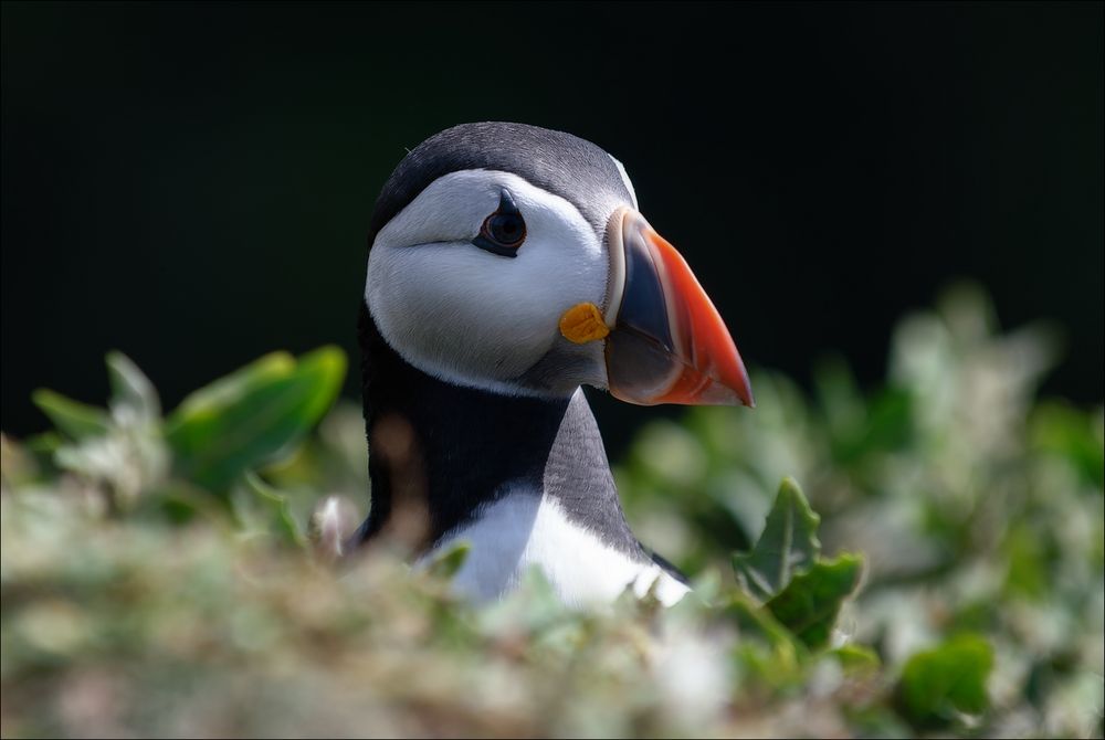Der Puffin Foto & Bild | europe, united kingdom & ireland, tiere Bilder ...