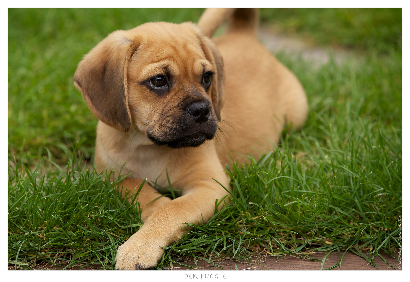 Der Puggle Foto & Bild | tiere, haustiere, hunde Bilder auf fotocommunity