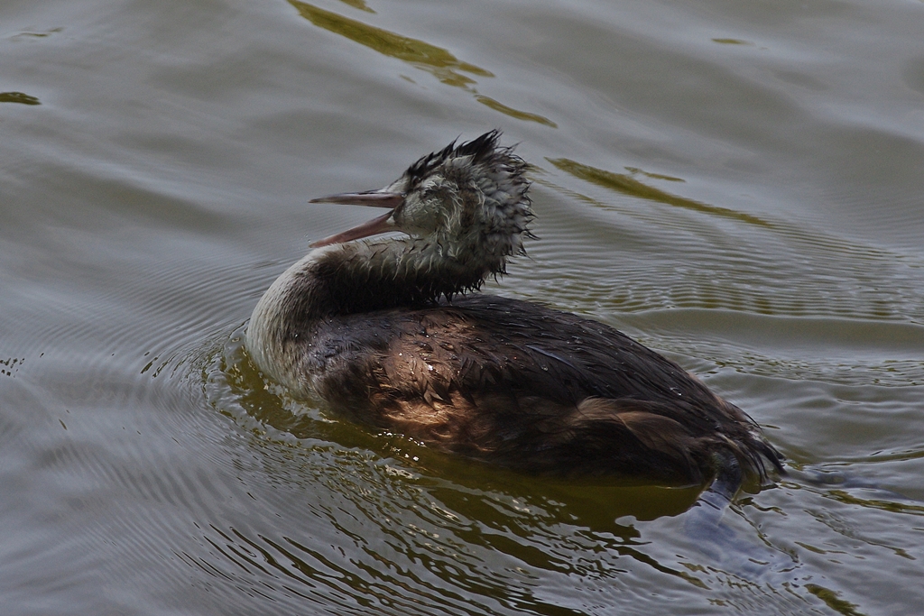 Der Pulli kam ganz nah ans Ufer Foto & Bild | tiere, wildlife, wild ...