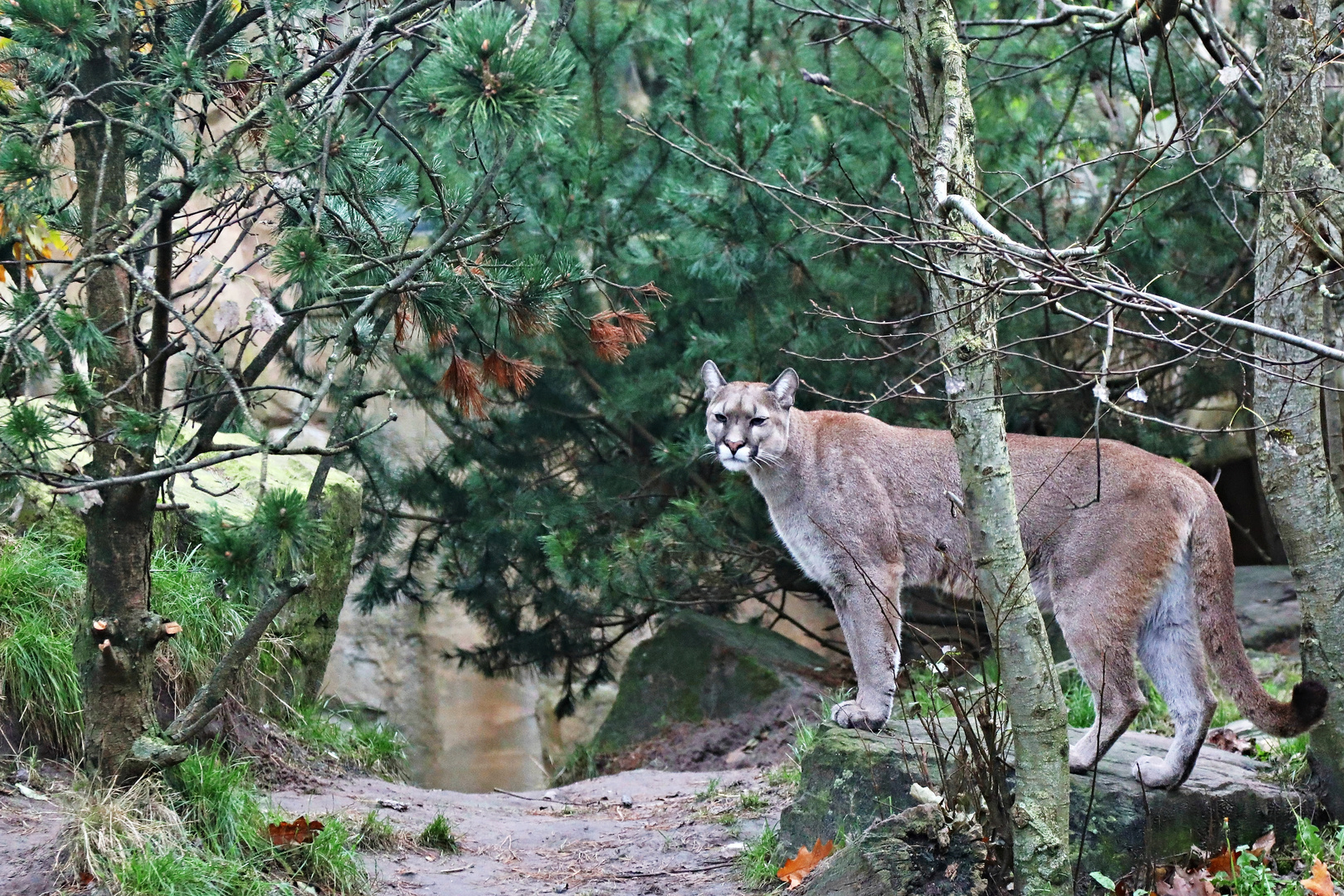 der Puma Foto & Bild | tiere, zoo, wildpark & falknerei, säugetiere ...