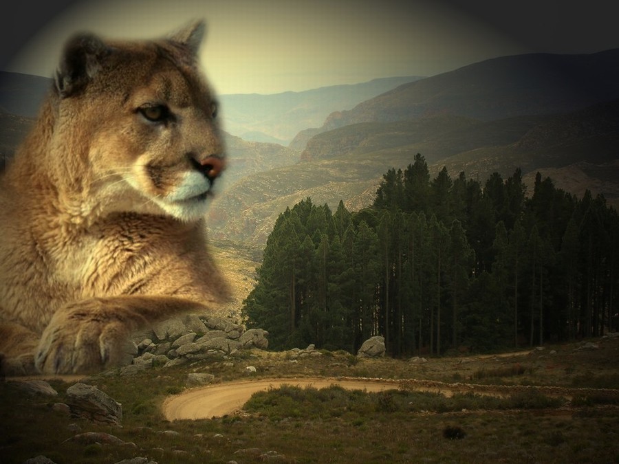 Der Puma Foto & Bild | fotomontage, landschaften, fotomontagen Bilder ...