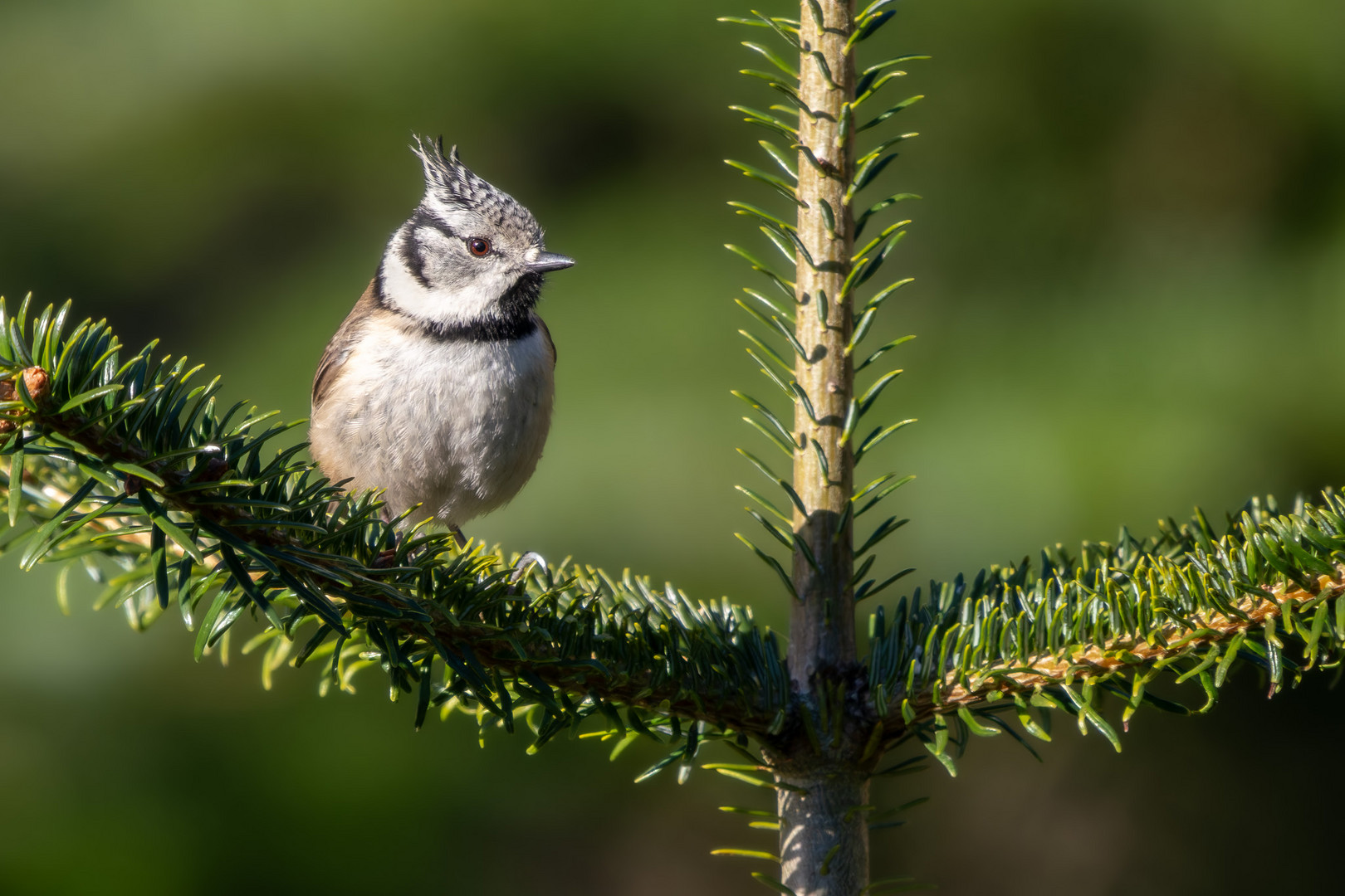 Der Punker Foto & Bild | tiere, wildlife, wild lebende vögel Bilder auf ...