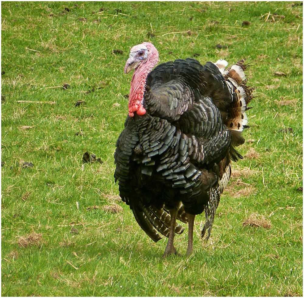 Der Puter Foto & Bild | tiere, haustiere, nutztiere Bilder auf ...