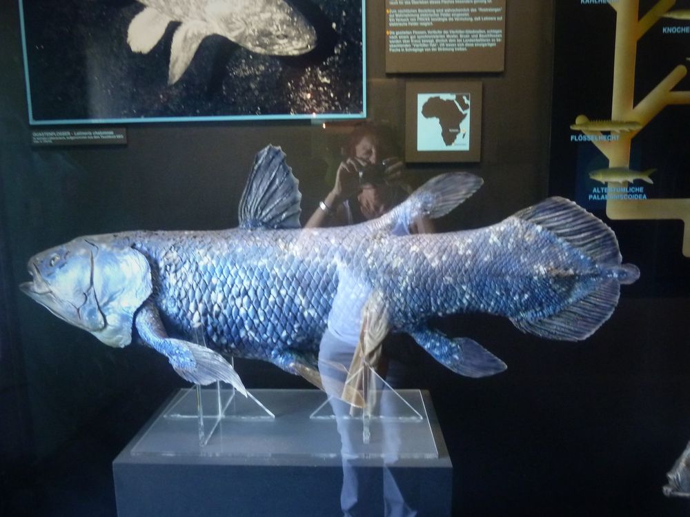 Der Quastenflosser und ich... Foto & Bild | spiegelung, spezial ...