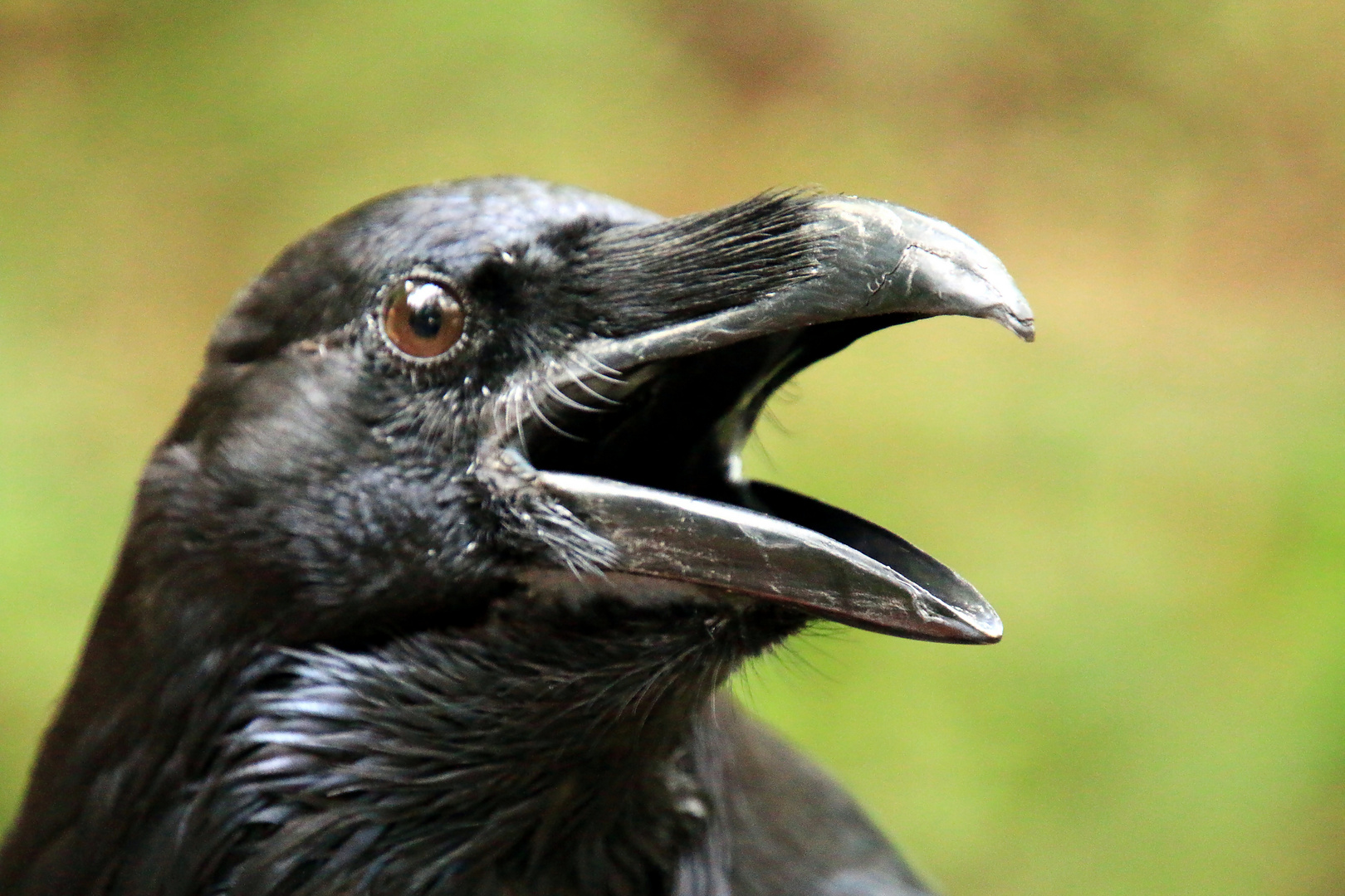 der Raabe Foto & Bild | portrait, vögel, raabe Bilder auf fotocommunity
