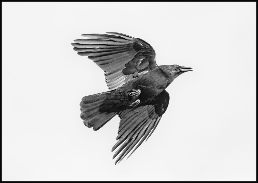 Der Raabe Foto & Bild | tiere, wildlife, wild lebende vögel Bilder auf ...