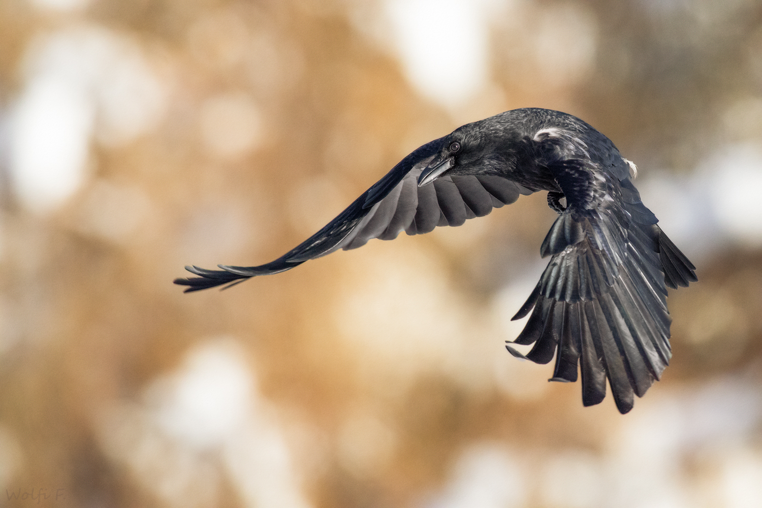 Der Rabe Foto & Bild | tiere, wildlife, wild lebende vögel Bilder auf ...