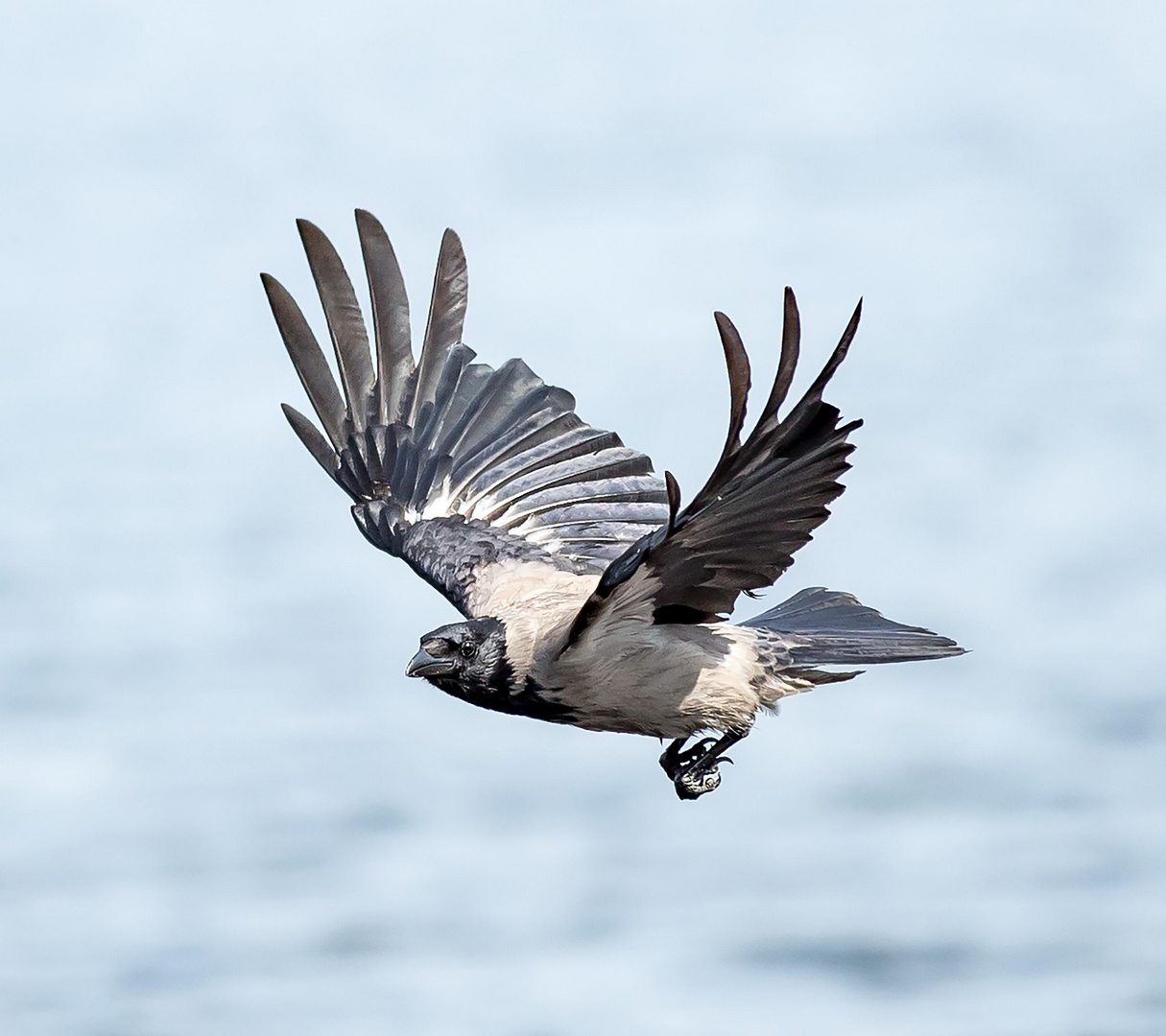 der Rabe Foto & Bild | tiere, wildlife, wild lebende vögel Bilder auf ...