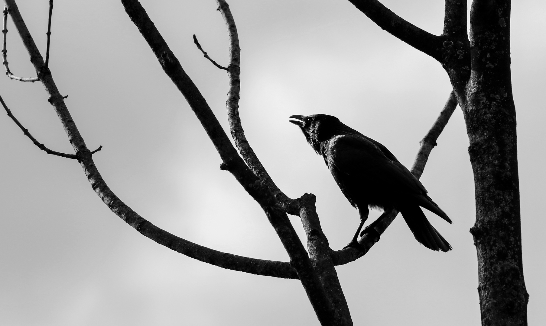 Der Rabe.... Foto & Bild | natur, tiere, vögel Bilder auf fotocommunity
