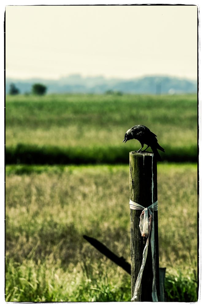 Der Rabe Foto & Bild | tiere, wildlife, wild lebende vögel Bilder auf ...