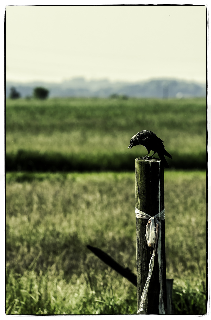 Der Rabe Foto & Bild | tiere, wildlife, wild lebende vögel Bilder auf ...