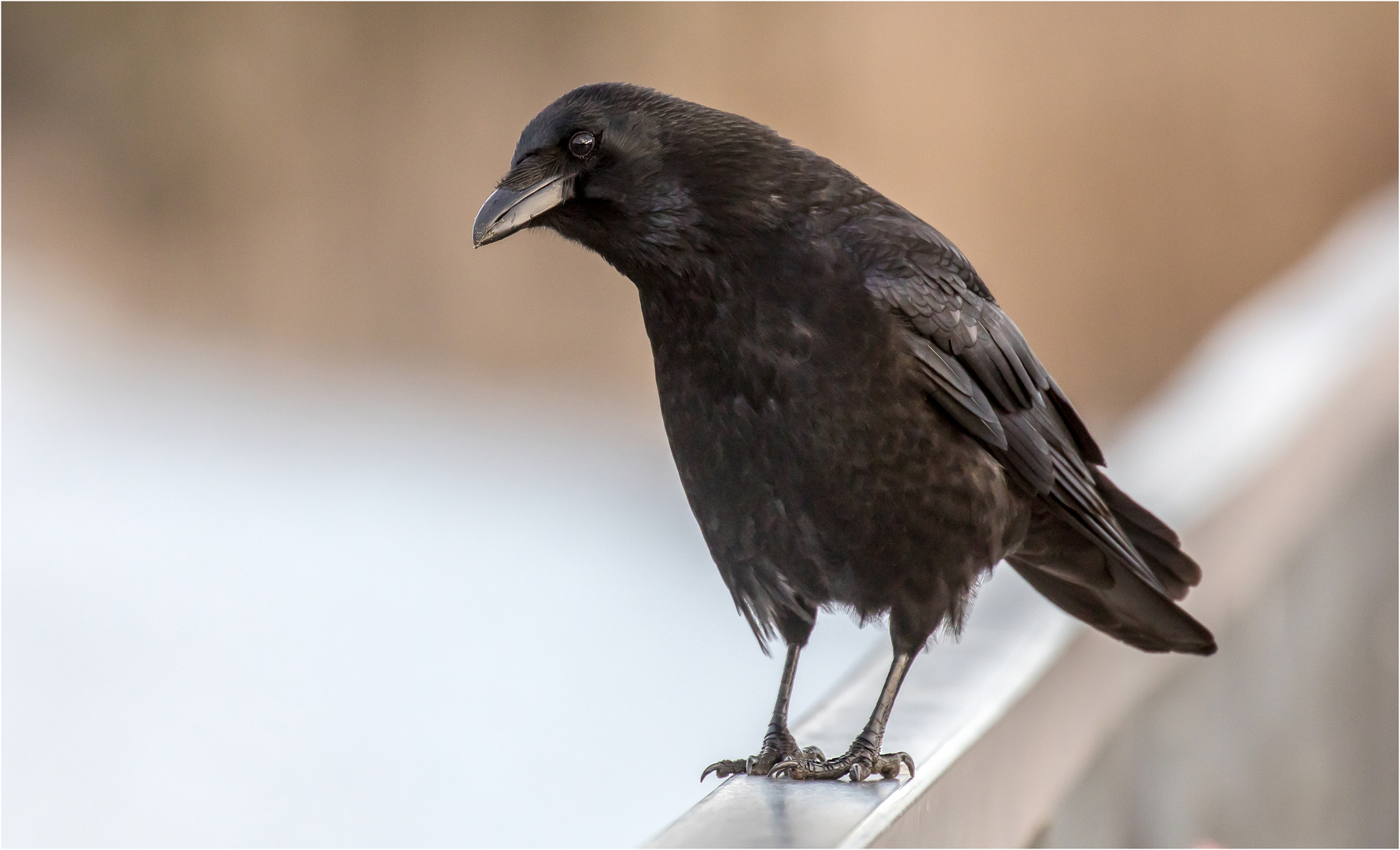 der Rabe auf dem Geländer saß ..... Foto & Bild | tiere, wildlife, wild ...