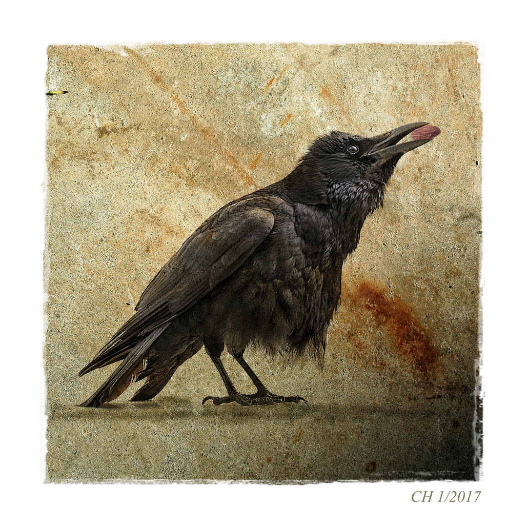 Der Rabe Foto & Bild | natur, composing, rabe Bilder auf fotocommunity