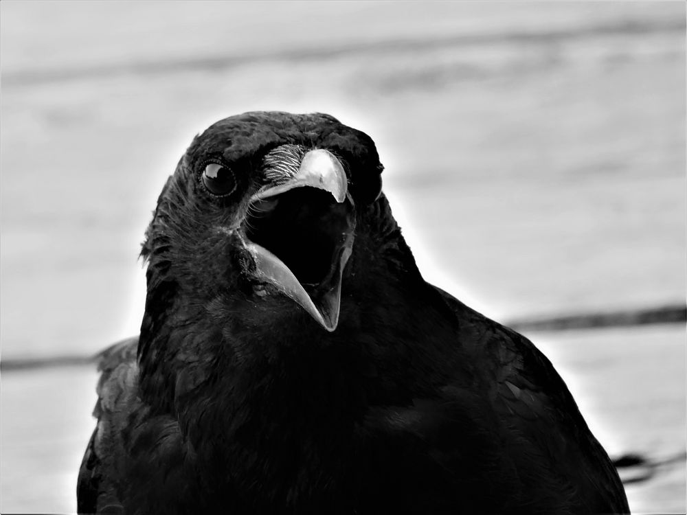 Der Rabe meint Foto & Bild | outdoor, natur, landschaft Bilder auf ...