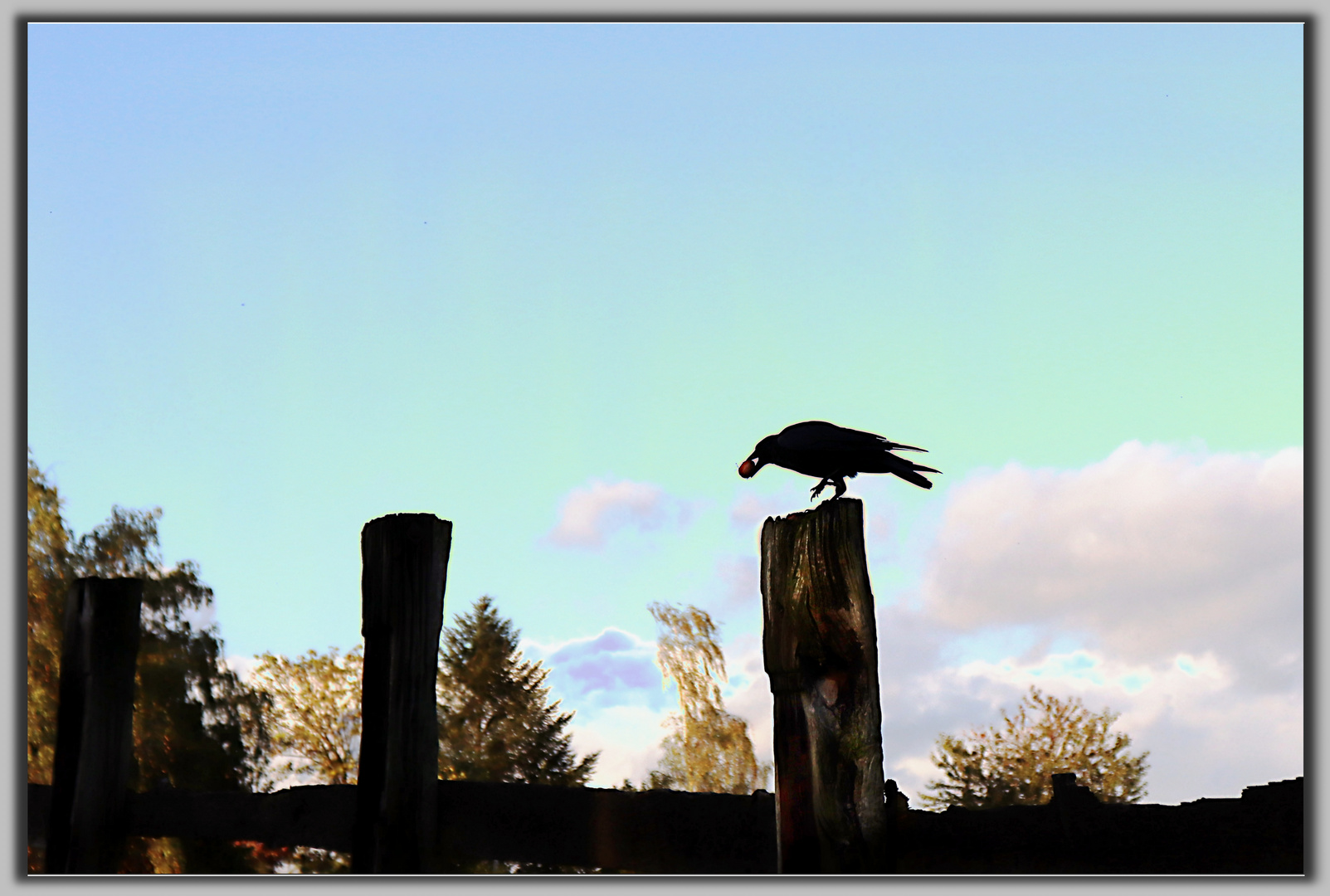 Der Rabe und die Nuss Foto & Bild | tiere, wildlife, säugetiere Bilder ...