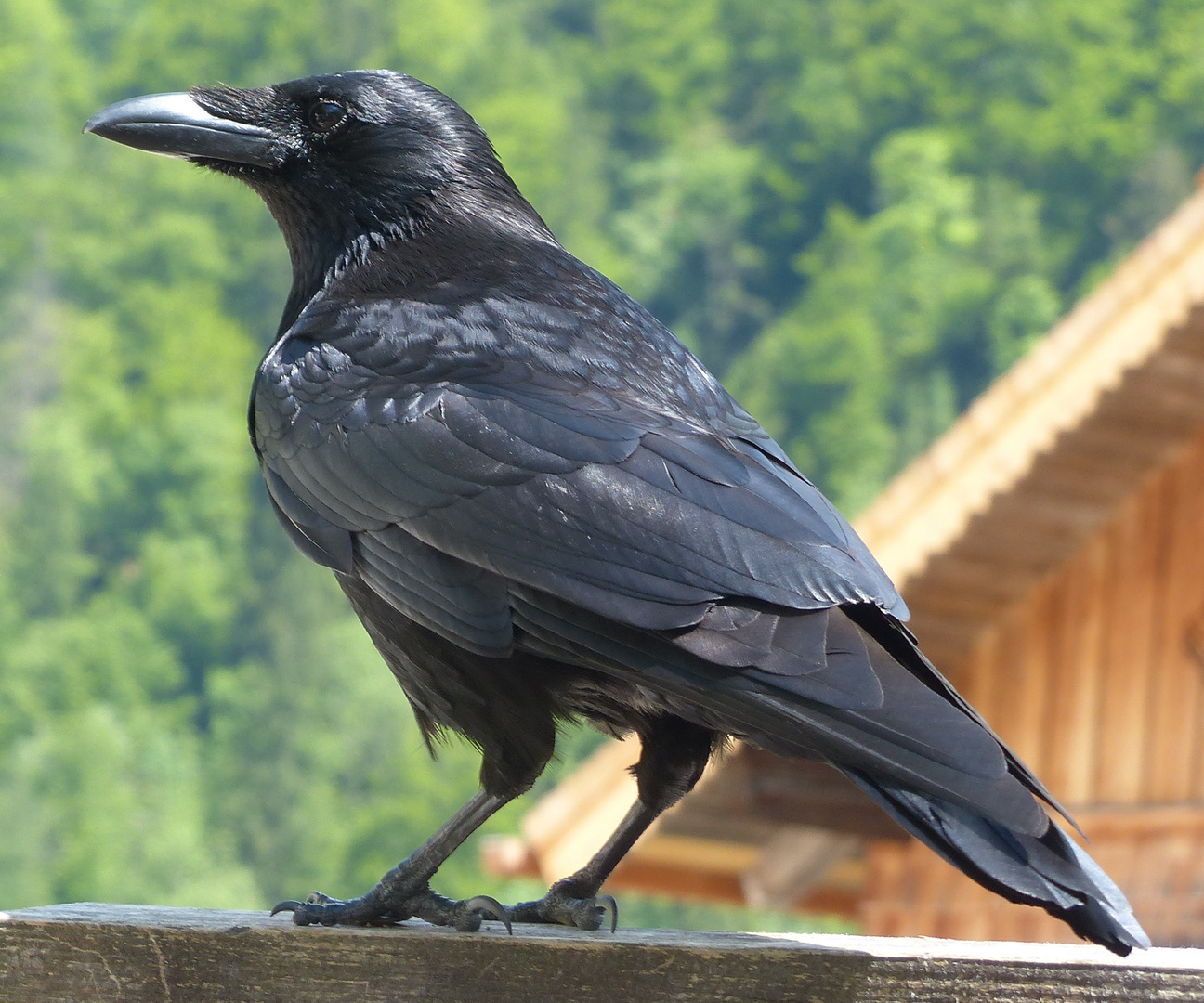 Der Rabe von Bartholomä am Königssee Foto & Bild | tiere, tierdetails ...