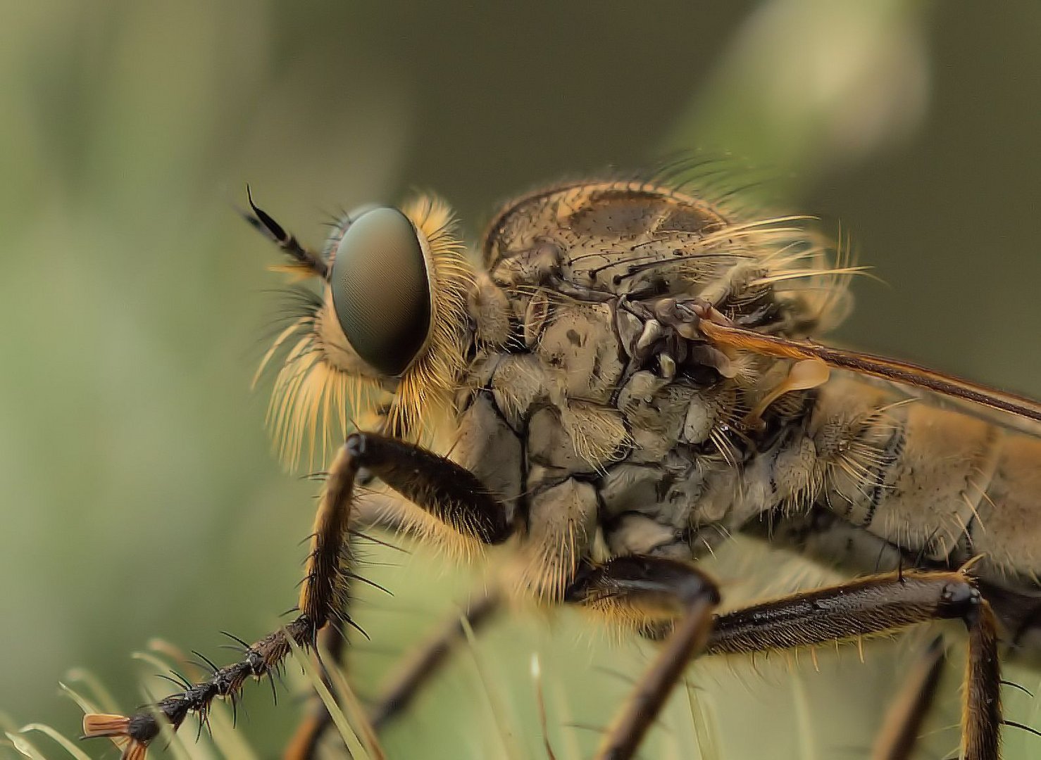 Der Räuber Foto & Bild | tiere, wildlife, insekten Bilder auf fotocommunity