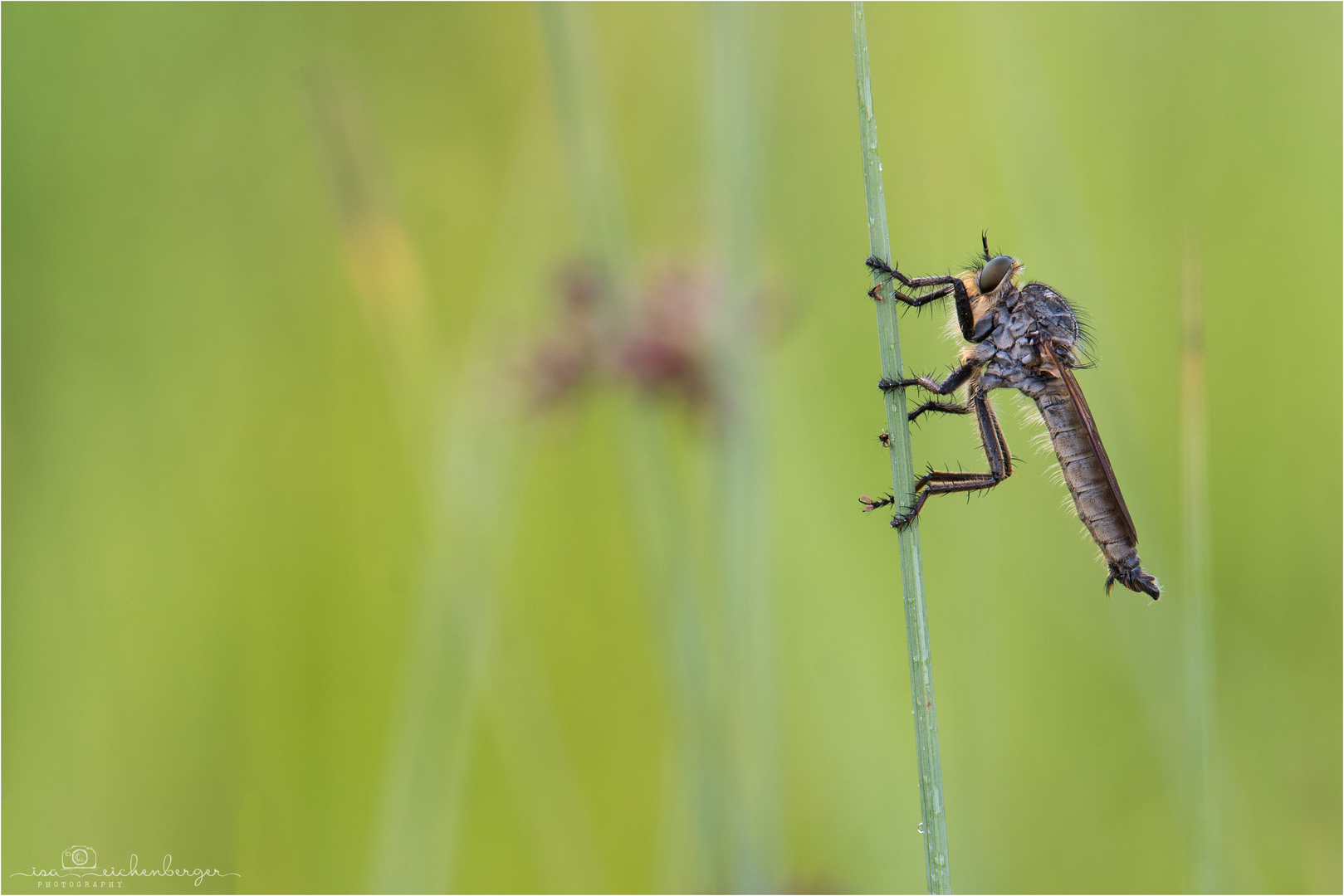 Der Räuber Foto & Bild | natur, fliegen, insekten Bilder auf fotocommunity