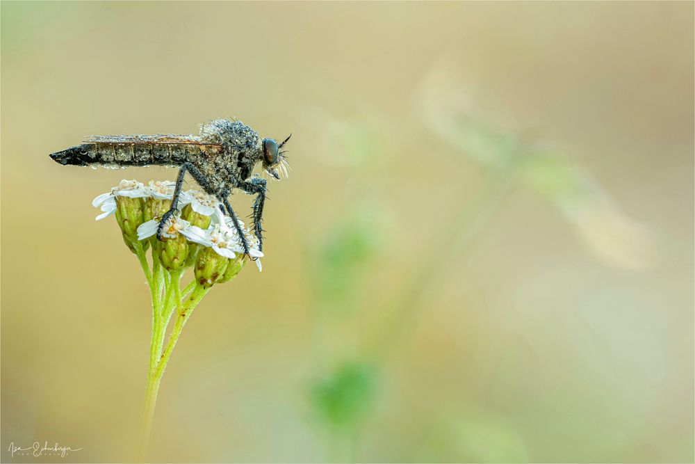 Der Räuber Foto & Bild | tiere, wildlife, insekten Bilder auf fotocommunity