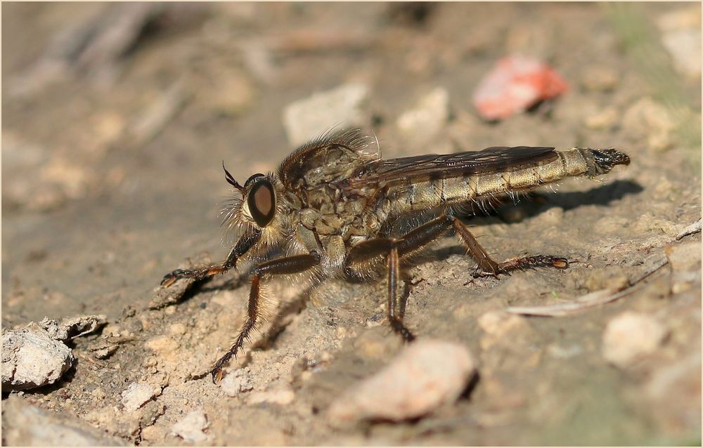 Der Räuber Foto & Bild | fotos, sommer, makro Bilder auf fotocommunity