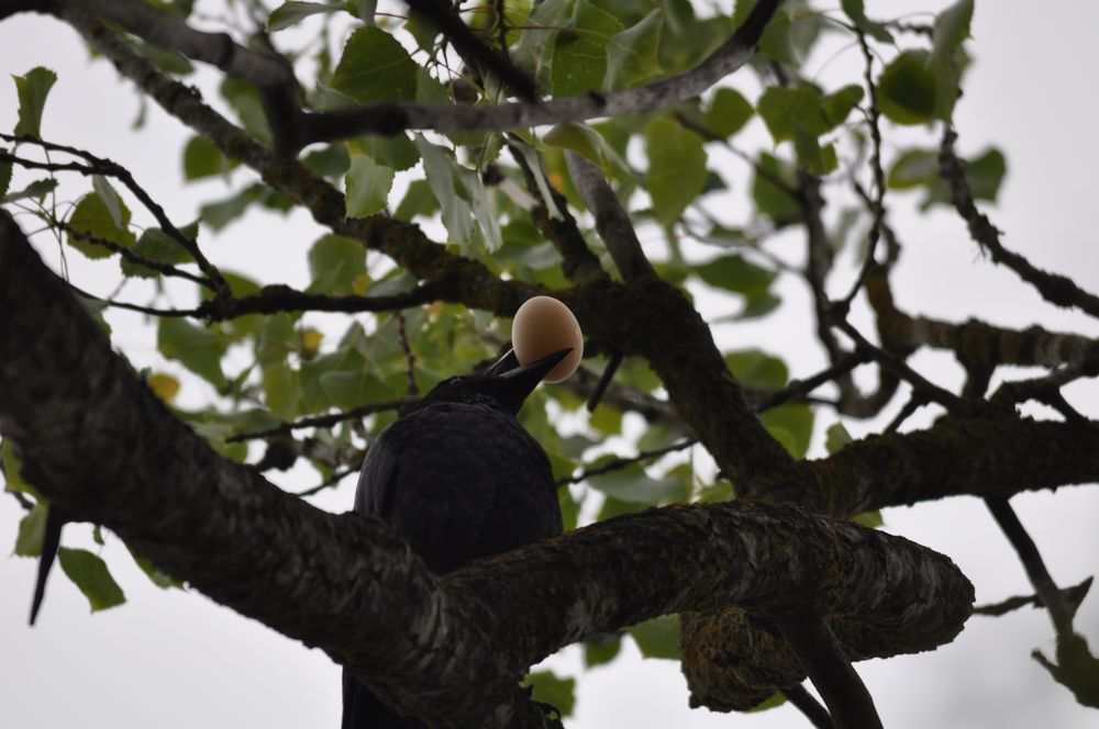 Der Räuber Foto & Bild | tiere, wildlife, wild lebende vögel Bilder auf ...