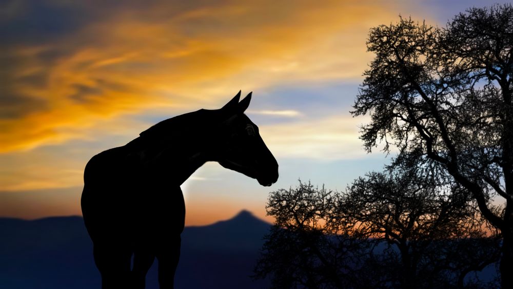 der Rappe Foto & Bild | fotomontage, fantasy mystery, bearbeitungs ...