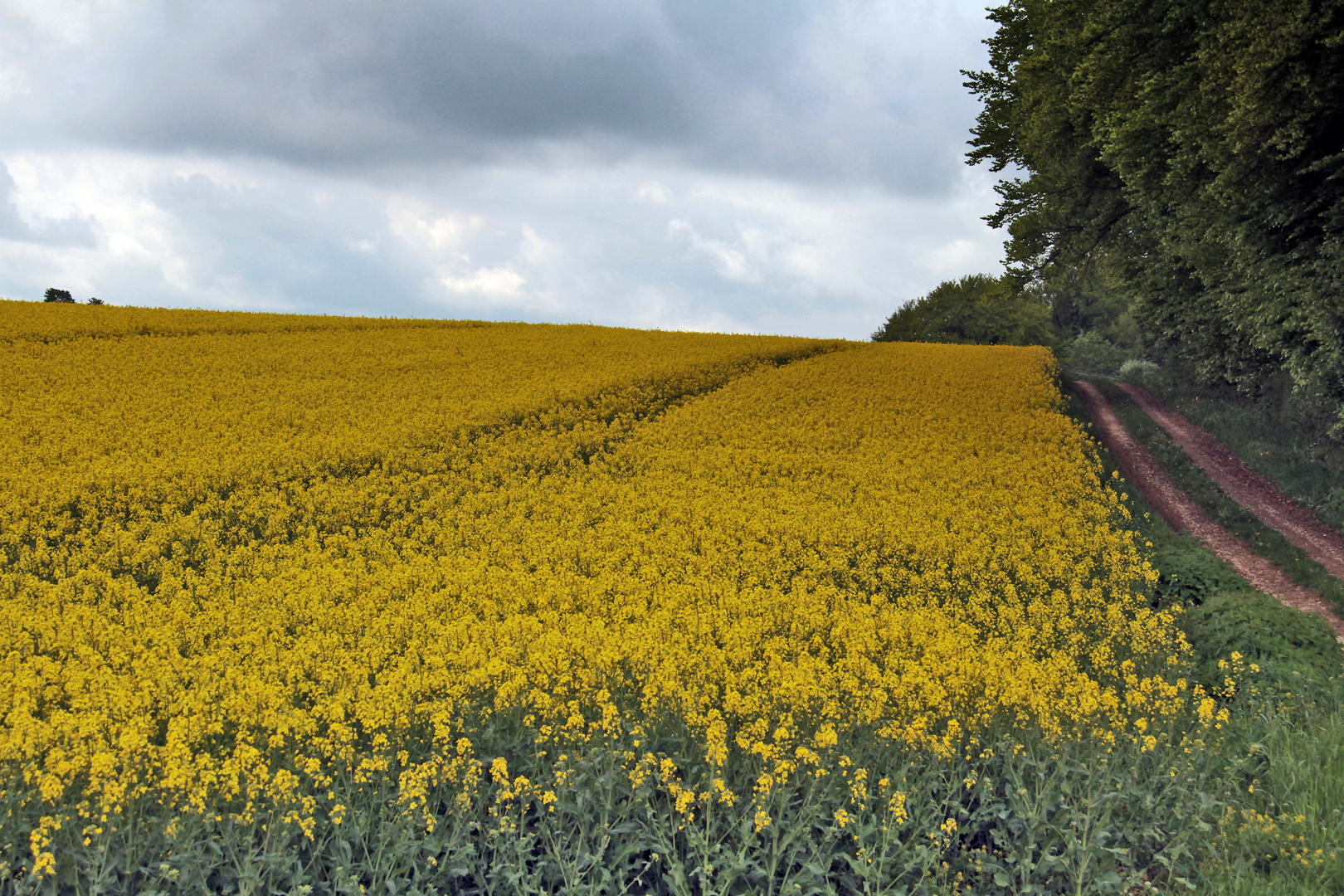 der Raps auf der Alb Foto & Bild | frühling, natur, jahreszeiten Bilder ...