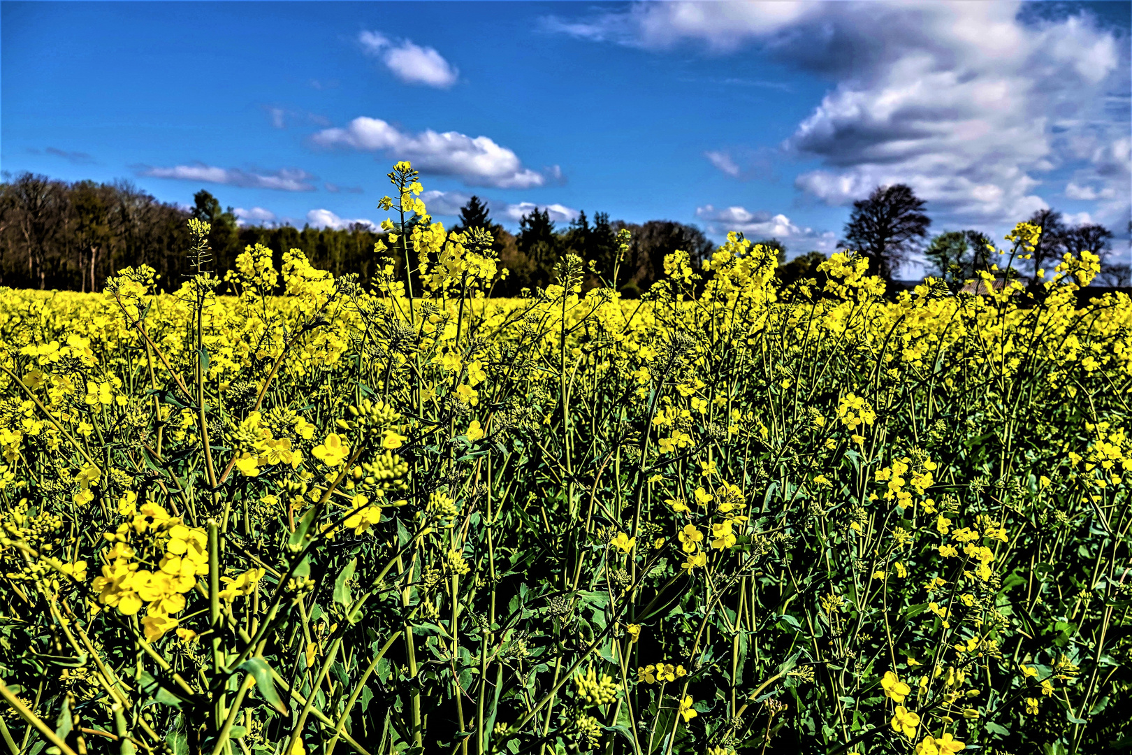 Der Raps ... Foto & Bild | grün, gelb, natur Bilder auf fotocommunity
