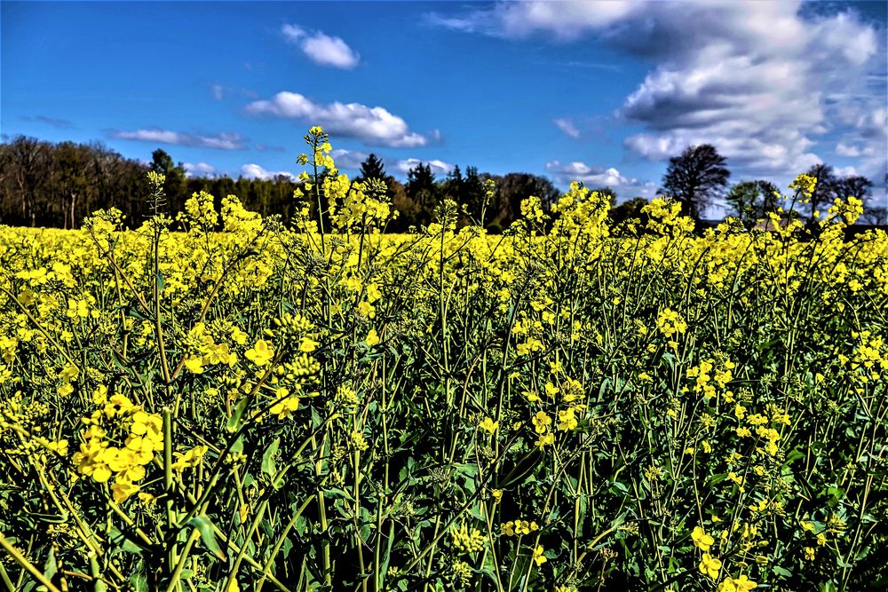 Der Raps ... Foto & Bild | grün, gelb, natur Bilder auf fotocommunity